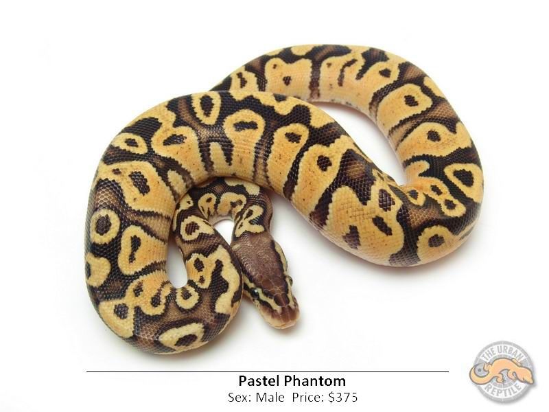 US - Royal Pythons* | Reptile Forums